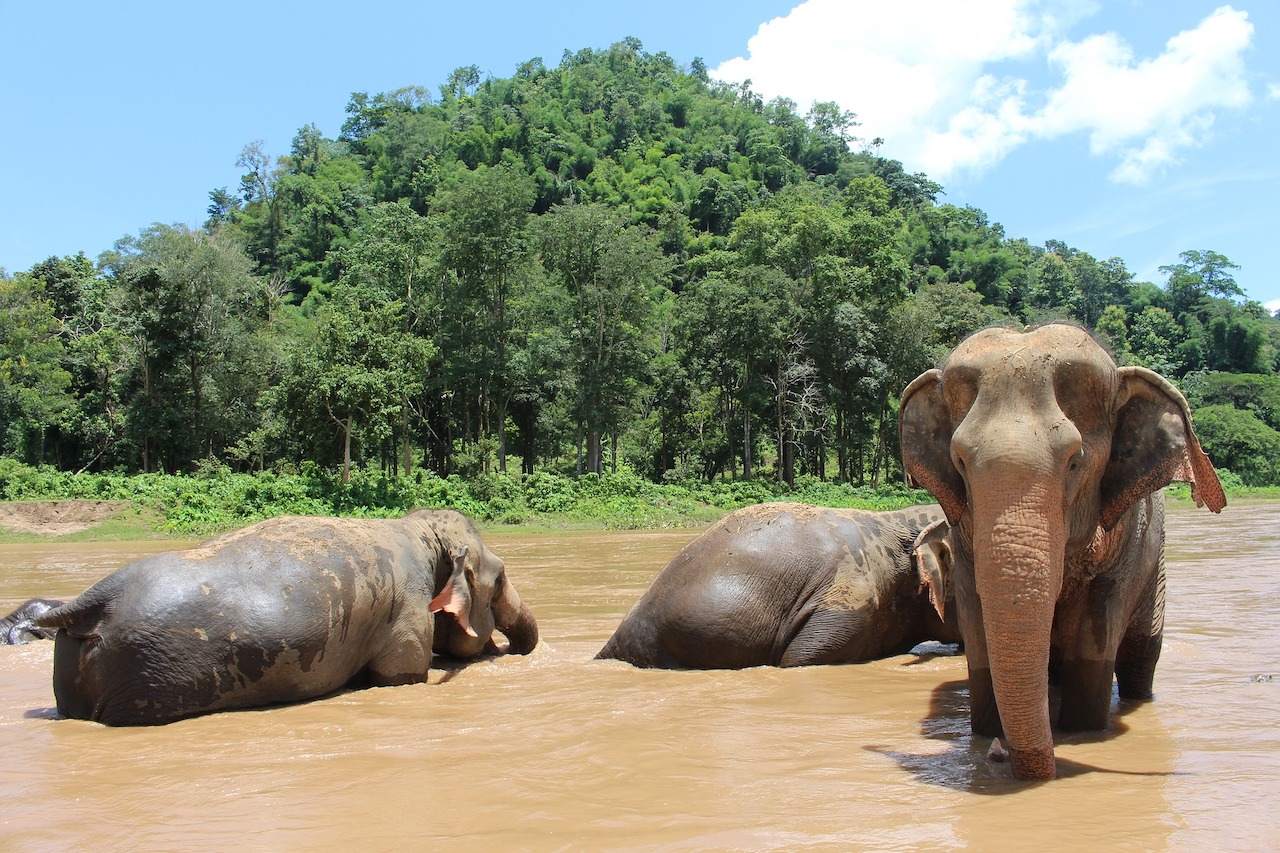 Jobs with Animals Abroad - Seasonal Jobs Abroad